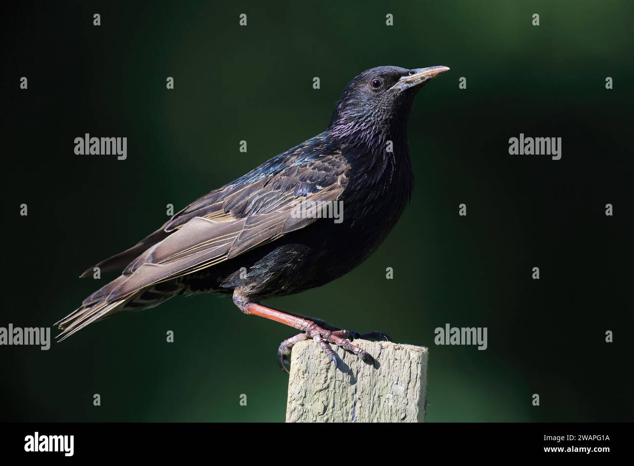 Starling (Common), Sturnus vulgaris, Mid Wales, uk Stock Photo - Alamy