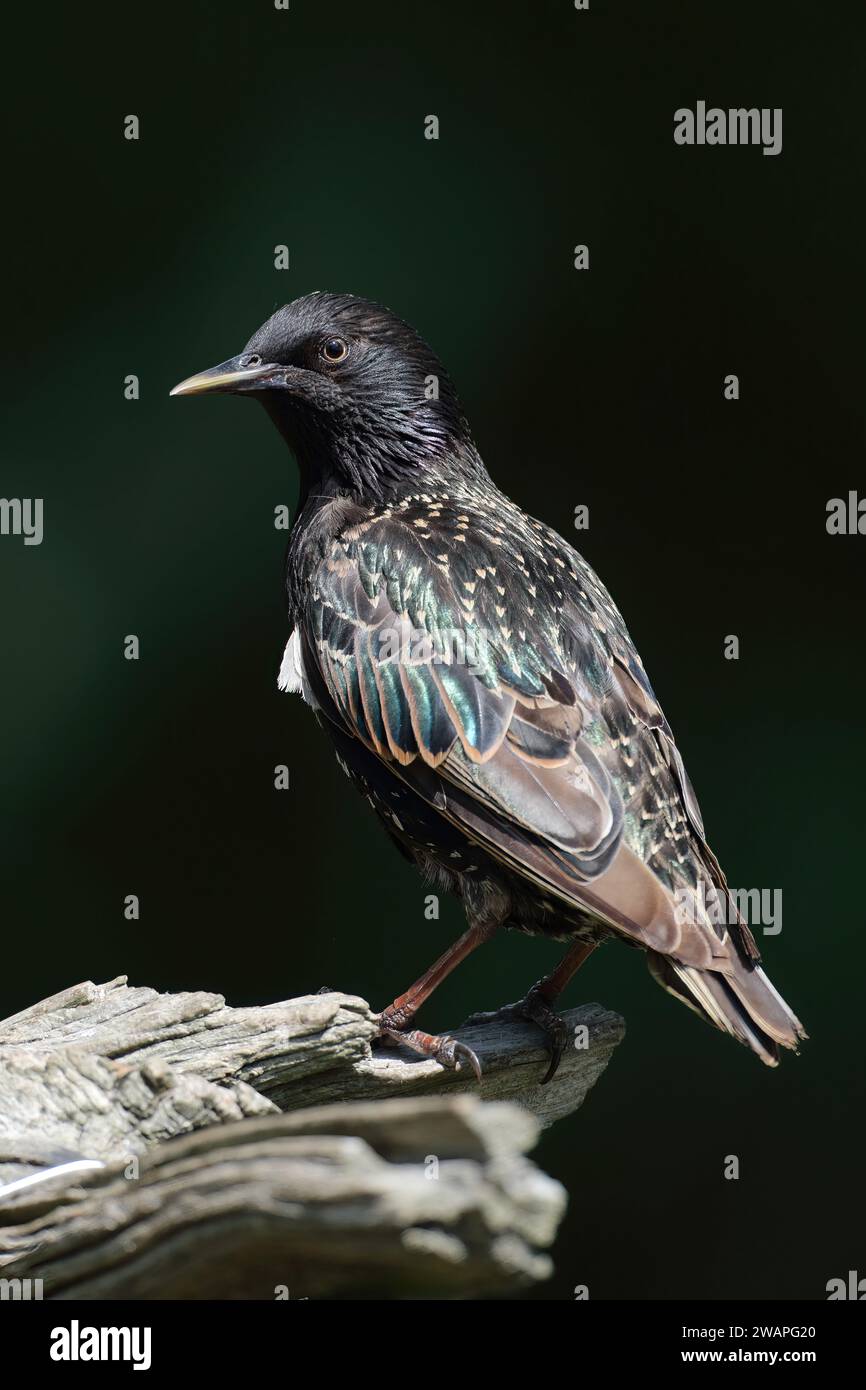 Starling (Common), Sturnus vulgaris, Mid Wales, uk Stock Photo - Alamy