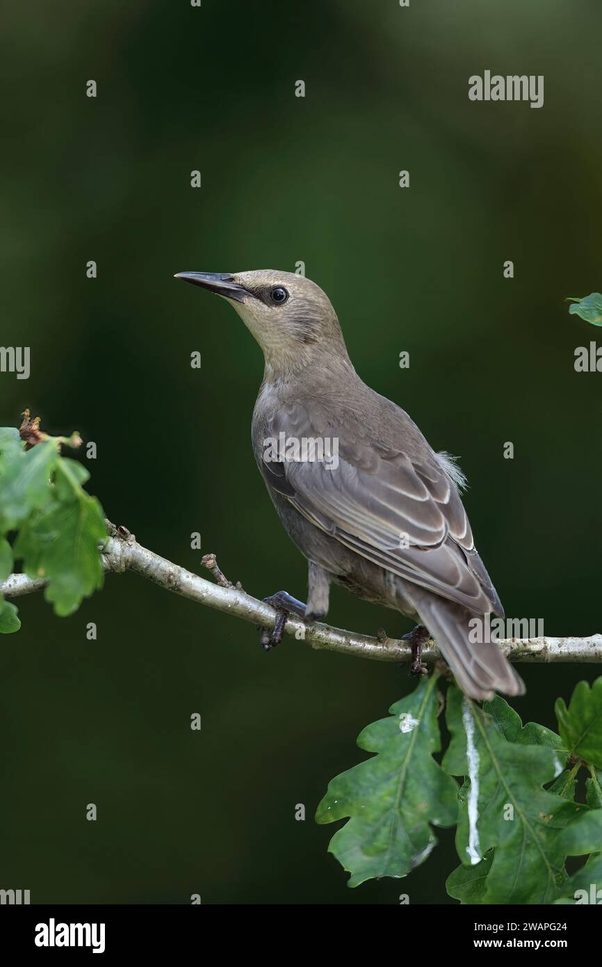 Starling (Common), Sturnus vulgaris, Mid Wales, uk Stock Photo - Alamy