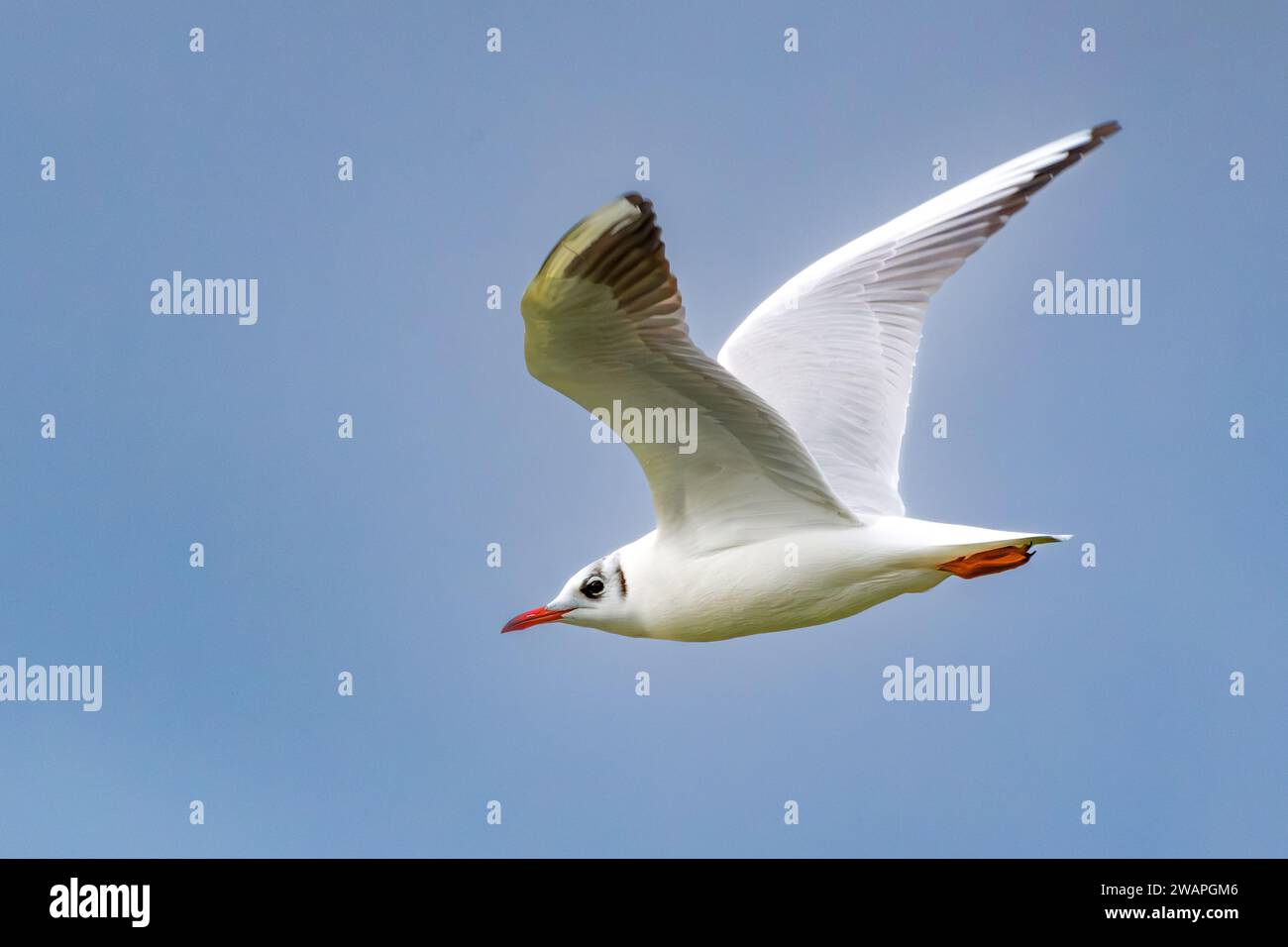 Flying Black-headed Gull, Chroicocephalus ridibundus, in winter plumage ...