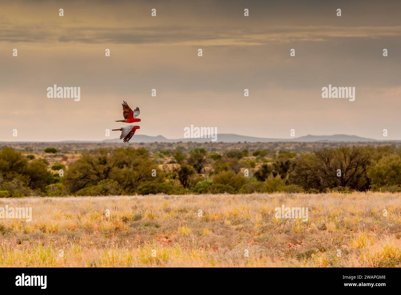 Two Galah Cockatoos, Eolophus roseicapilla, fly together on opposite ...