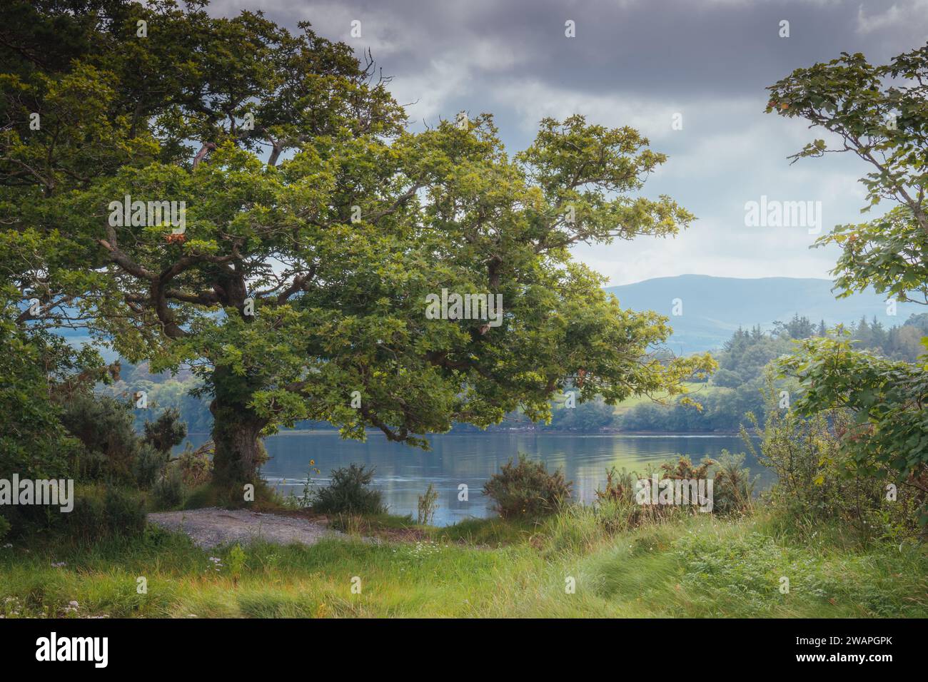 Peaceful forest setting hi-res stock photography and images - Alamy