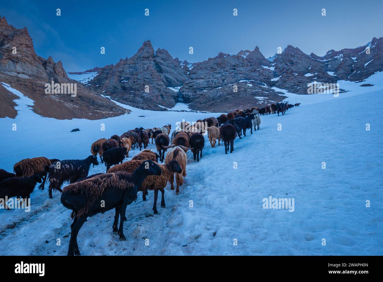 Early spring livestock migration through the high mountainous pass from ...