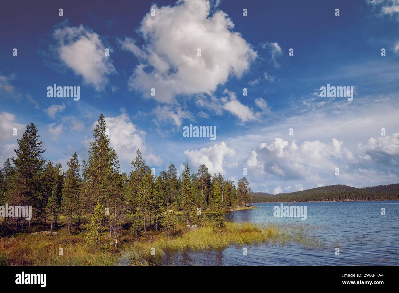 Lakeshore with trees and blue sky in summer. Inari lake. Beautiful ...