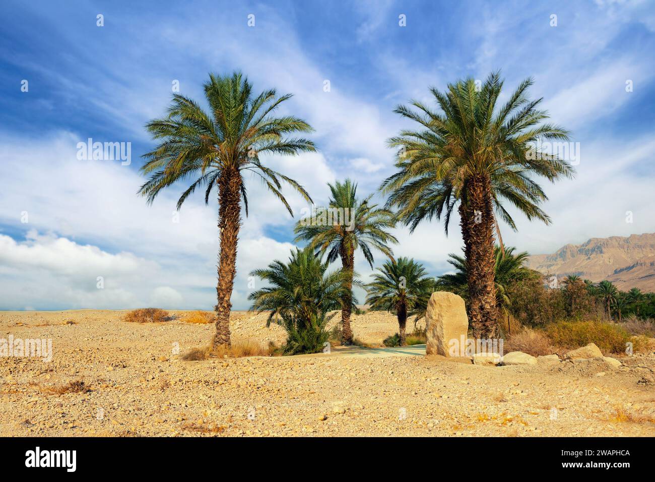 Palm trees in desert, Ein Gedi, Israel Stock Photo - Alamy
