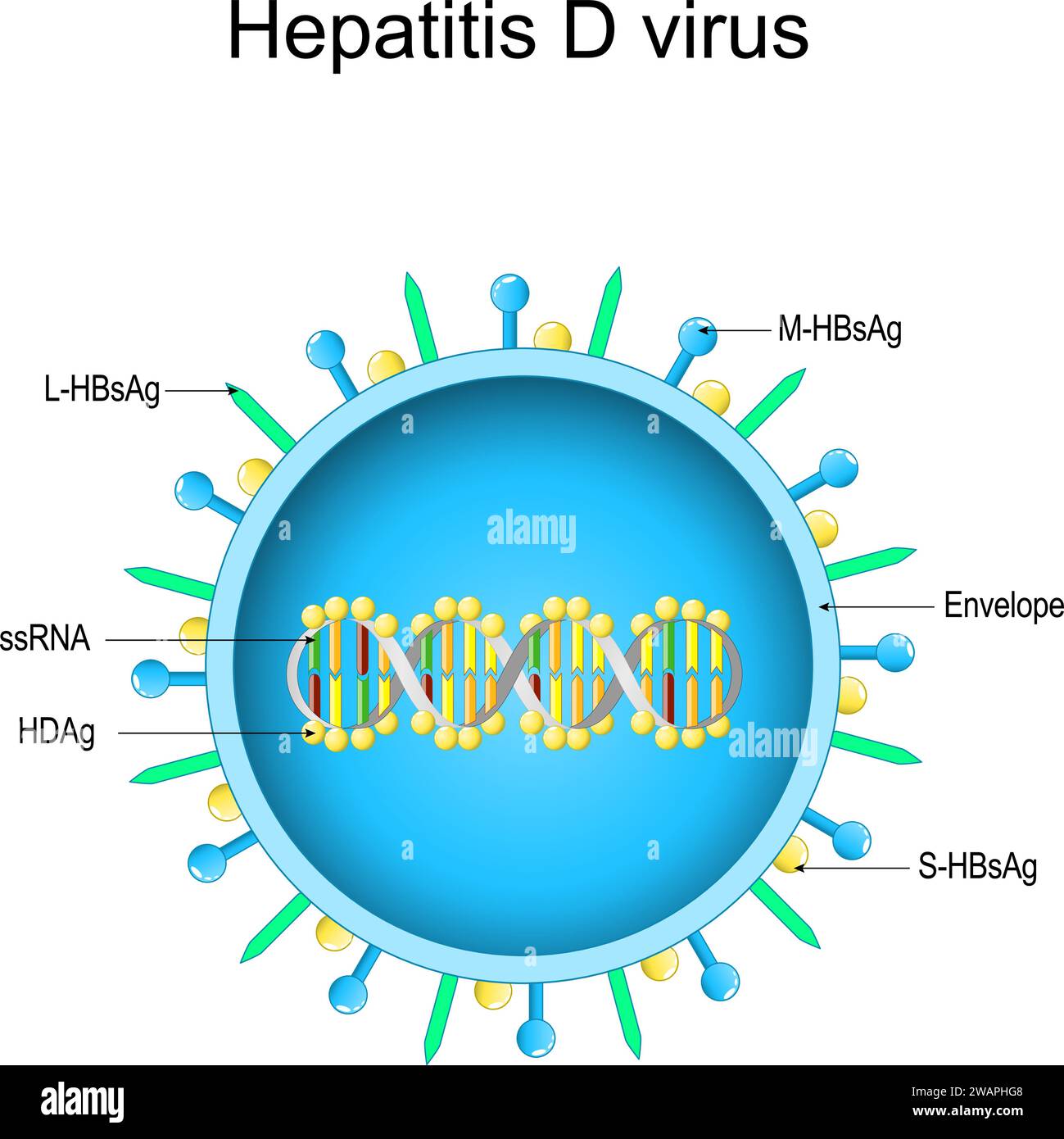 Structure of Hepatitis D virus. Virion anatomy. Infectious disease of the liver caused by HDV ...