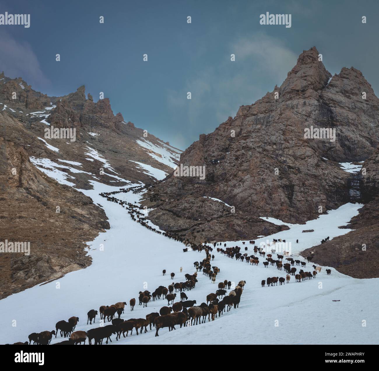 Early spring livestock migration through the high mountainous pass from ...