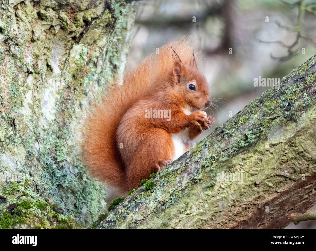 Eurasian Red Squirrel (Sciurus vulgaris), perched in a tree eating a ...