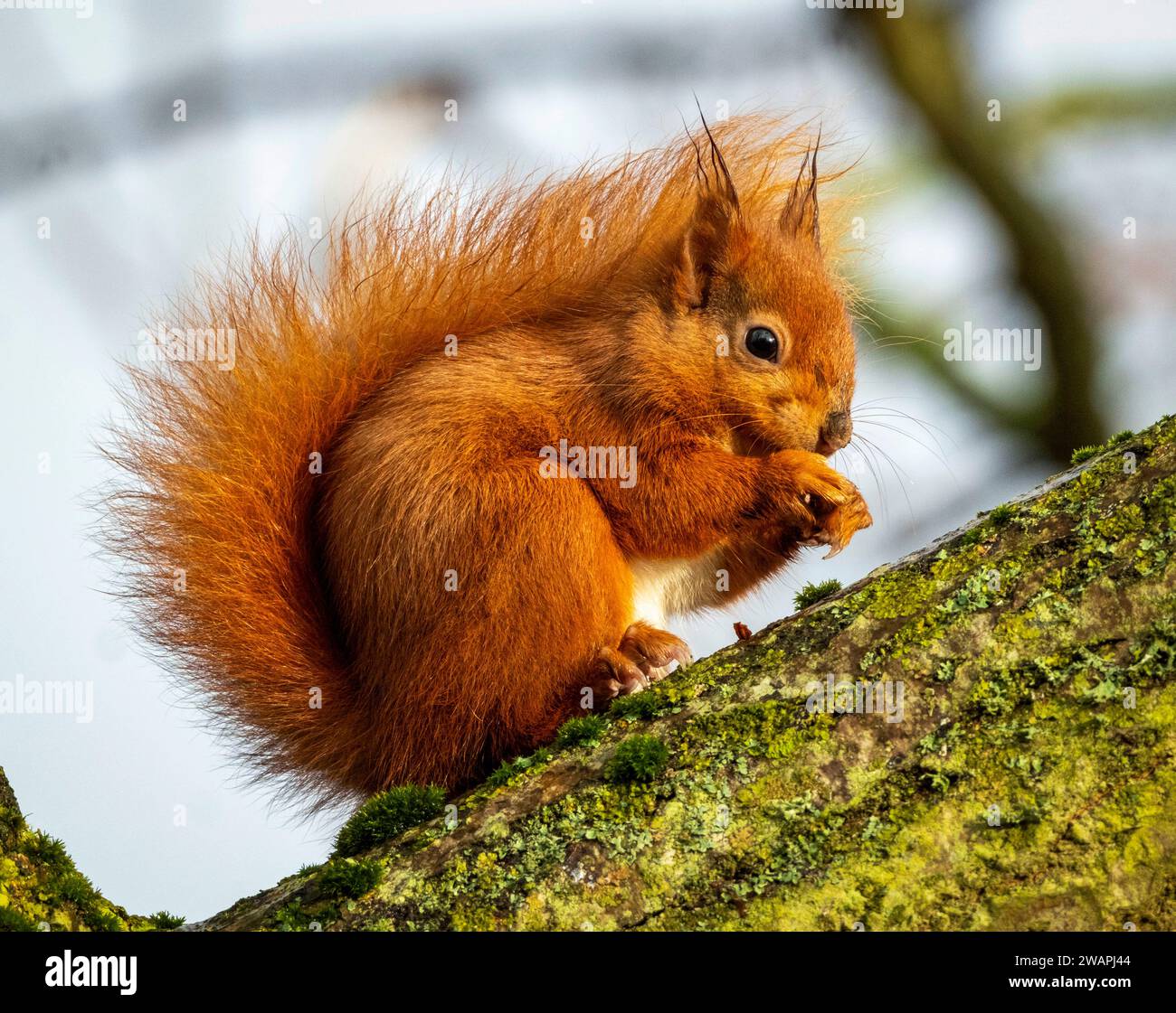 Sciurus vulgaris river tay hi-res stock photography and images - Alamy