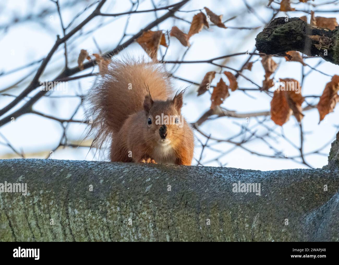 Eurasian Red Squirrel (Sciurus vulgaris) up a tree, Perthshire ...
