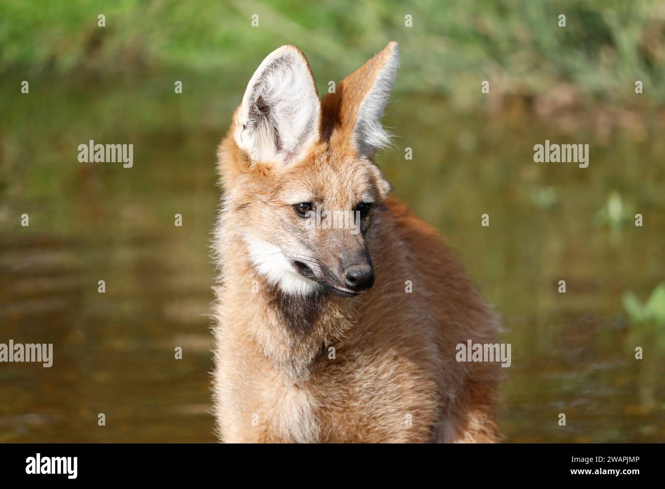 A curious young Maned Wolf in a grassy clearing near a pond Stock Photo ...