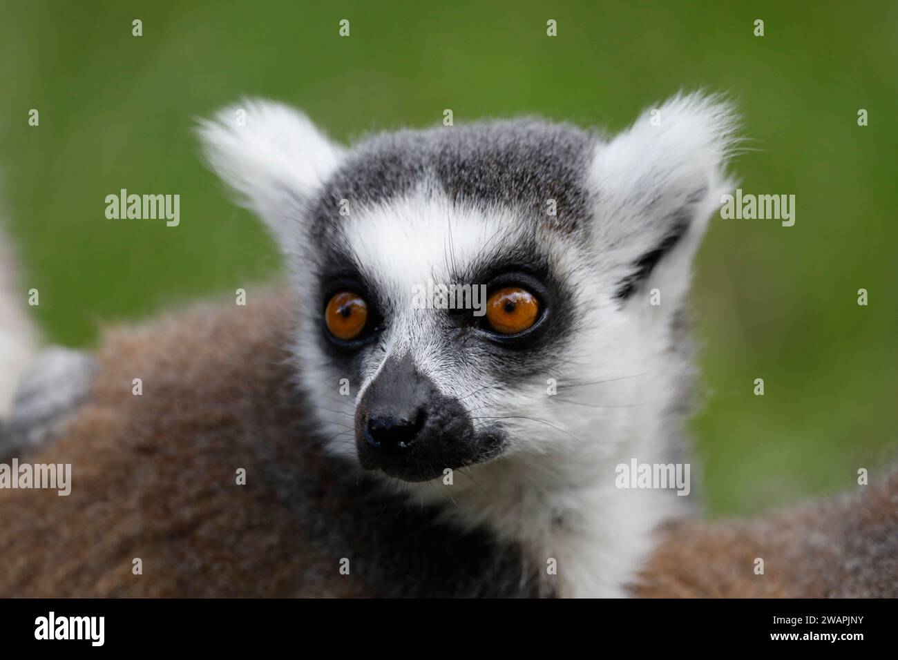 A closeup shot of a lemur's face, featuring its large eyes and ...