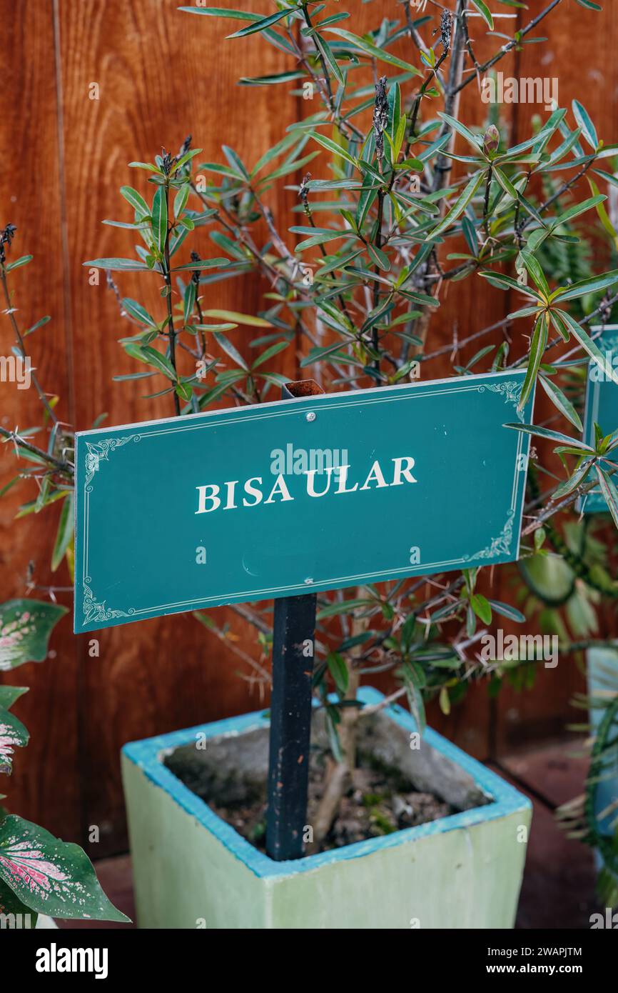 Folk herbs, Barleria lupulina Lindl flower, Asia folk medicine called ...