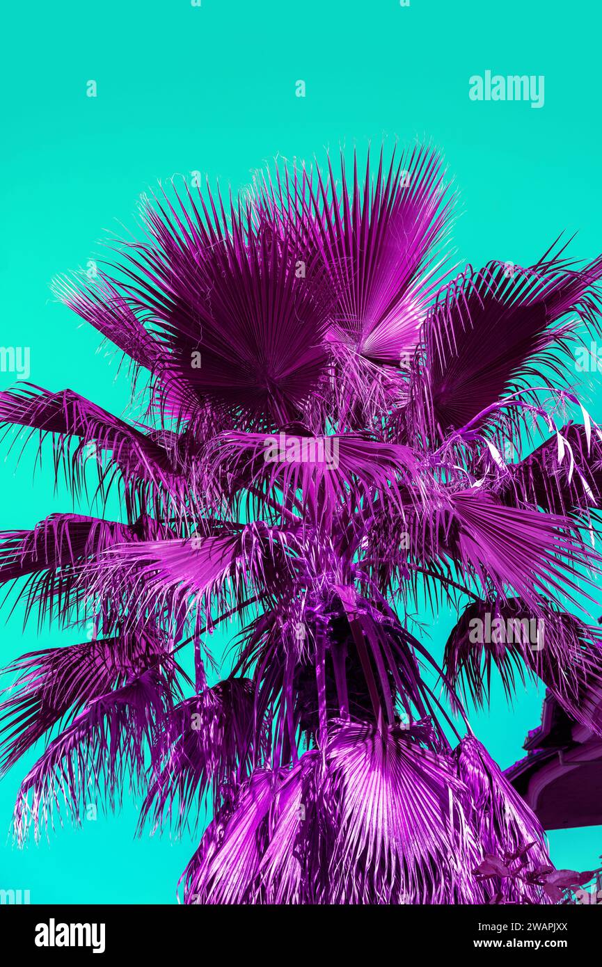 Purple palm leaves on a turquoise background. Tropical nature ...