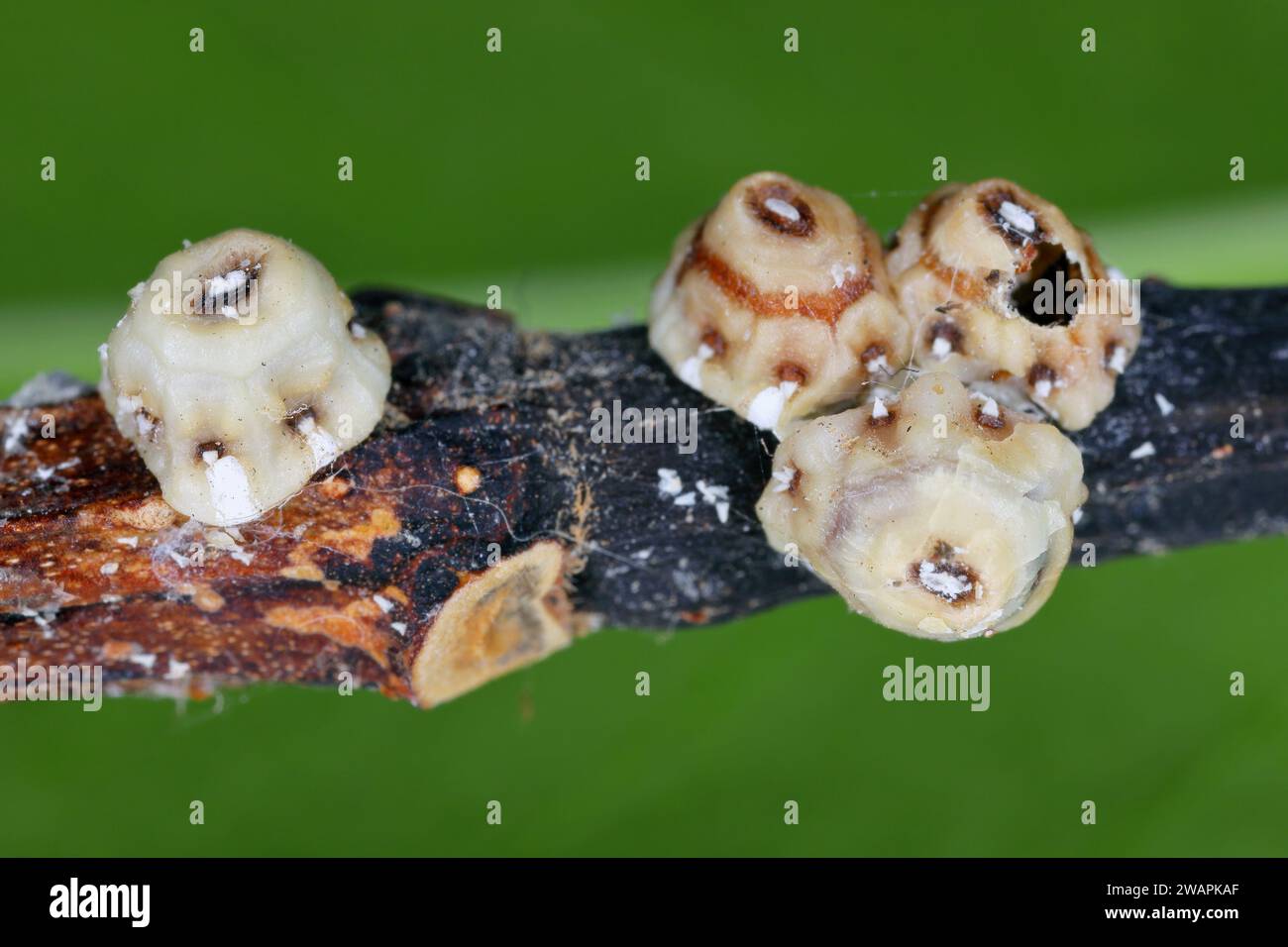 Fig wax scale (scientific name: Ceroplastes rusci, Coccidae). Insect ...