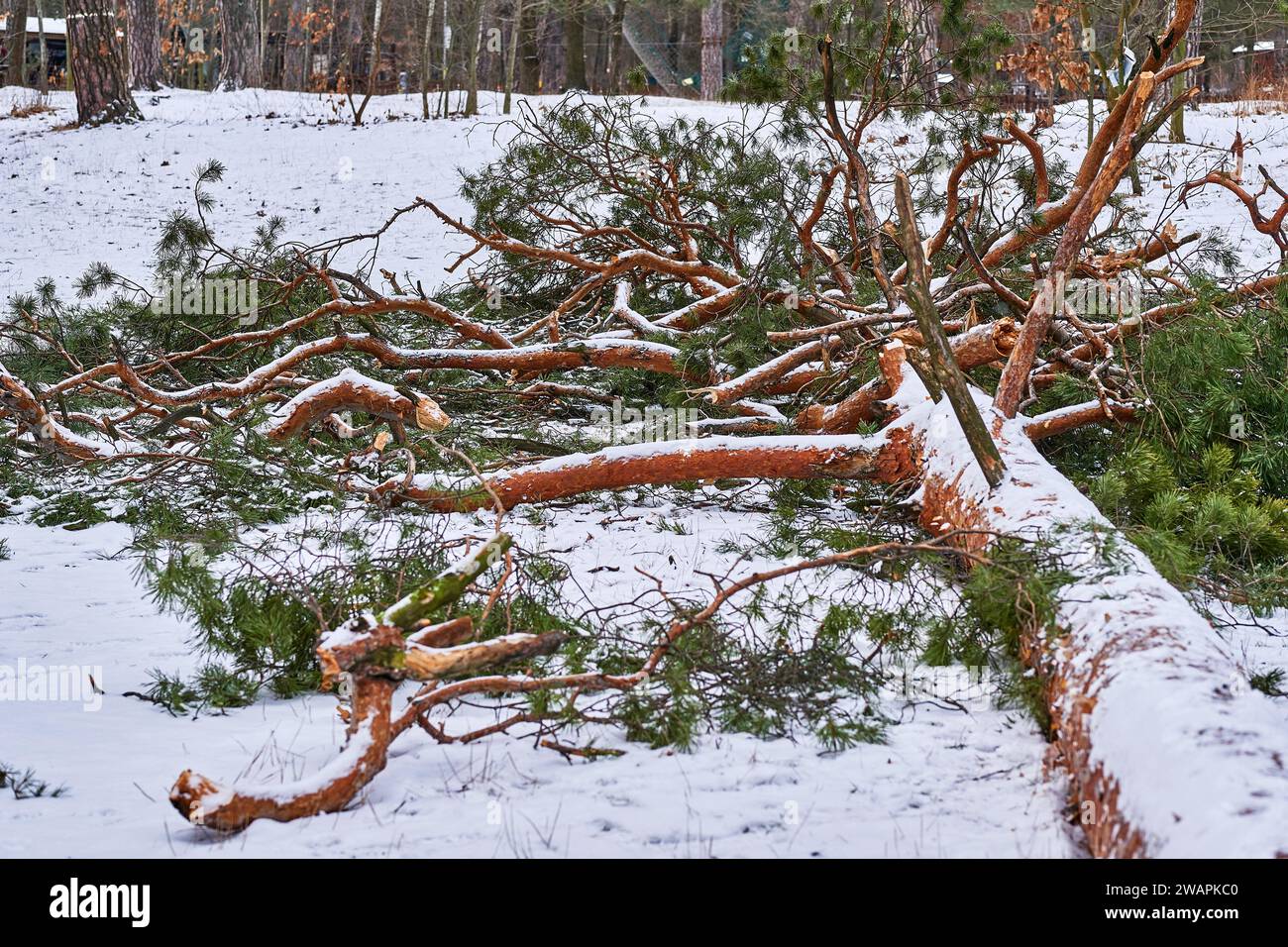 Tornado aftermath tree hi-res stock photography and images - Alamy
