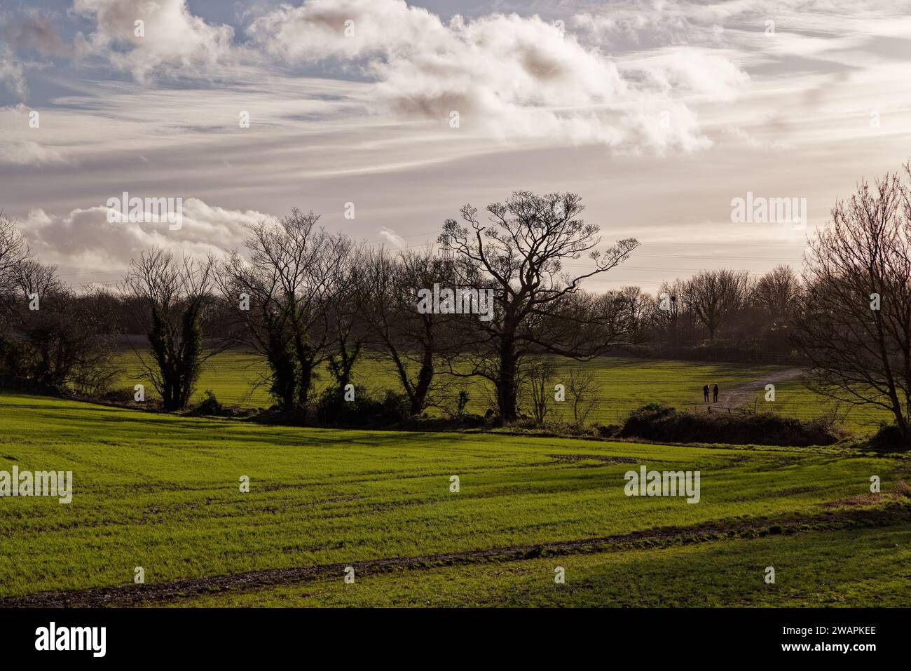 Distant couple walk through the winter countryside at Cusworth ...