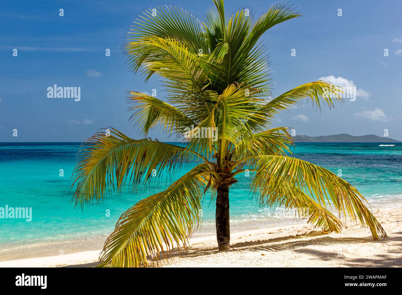 Palm Island Waters Edge: Palm Tree & View of Tranquil Beach, Turquoise ...