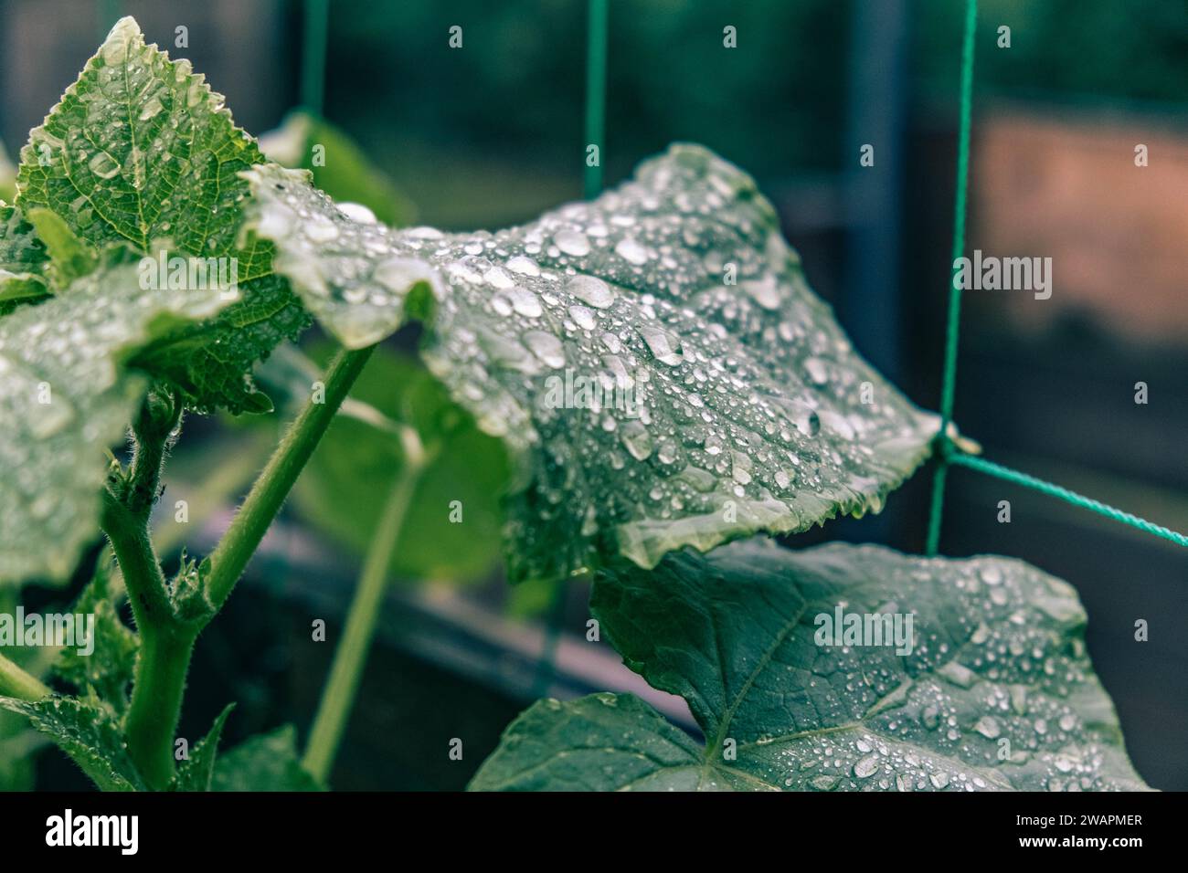 deep green colored wet cucumber leaf growing on a net in the garden ...