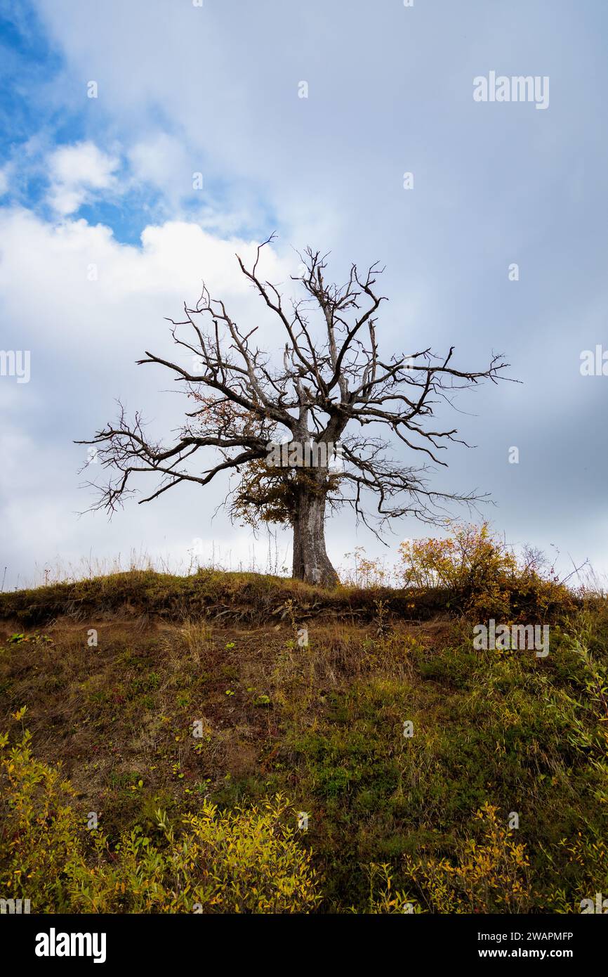 Incredible resilience hi-res stock photography and images - Alamy