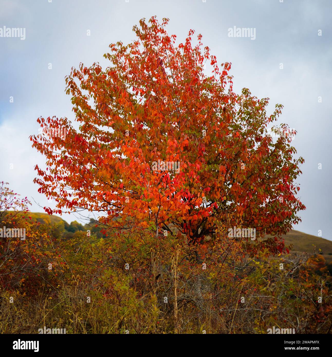 A bright autumn tree in all its glory Stock Photo - Alamy