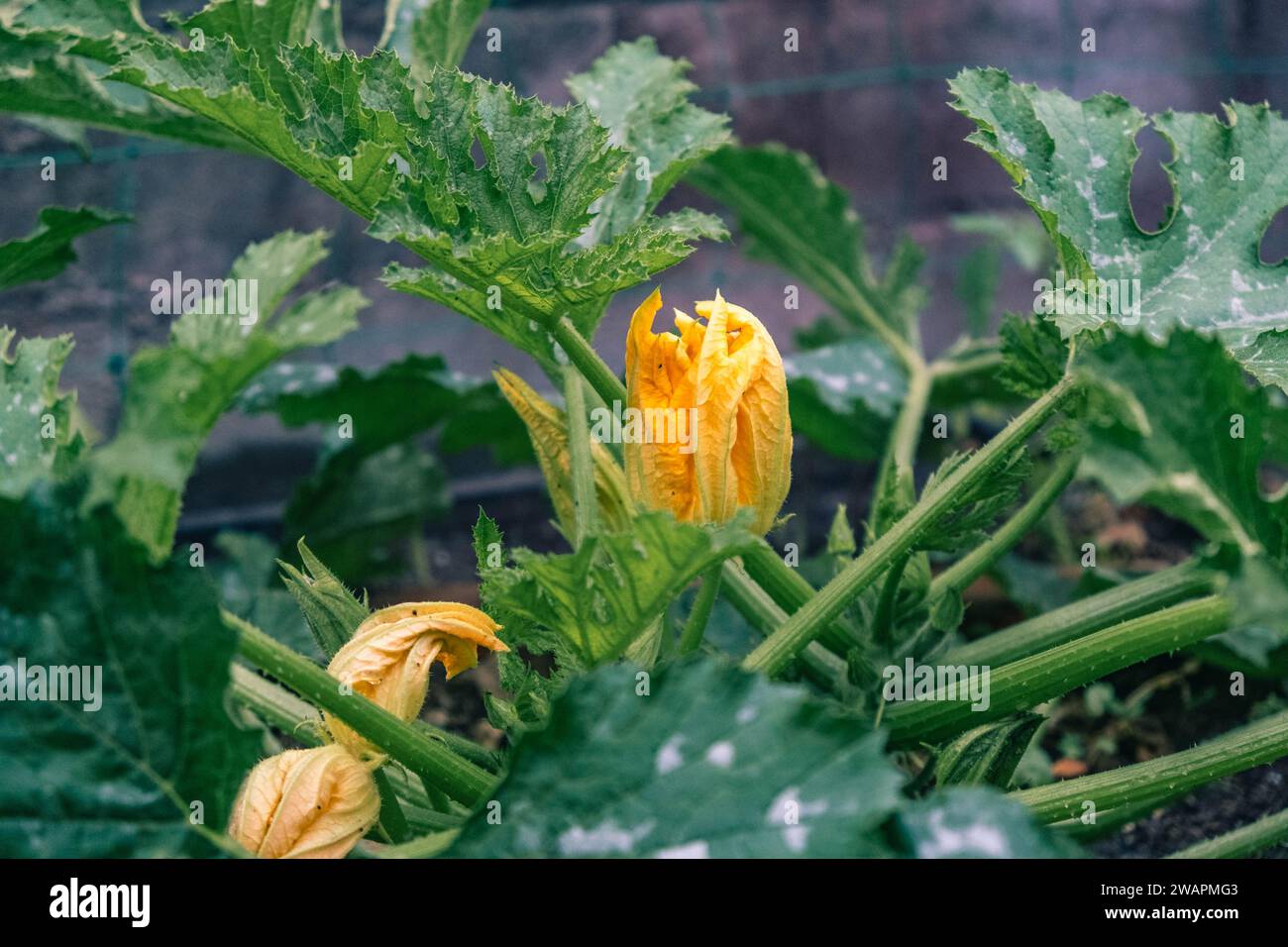 fresh flower buds of a young zucchini, courgette plant in the homestead ...