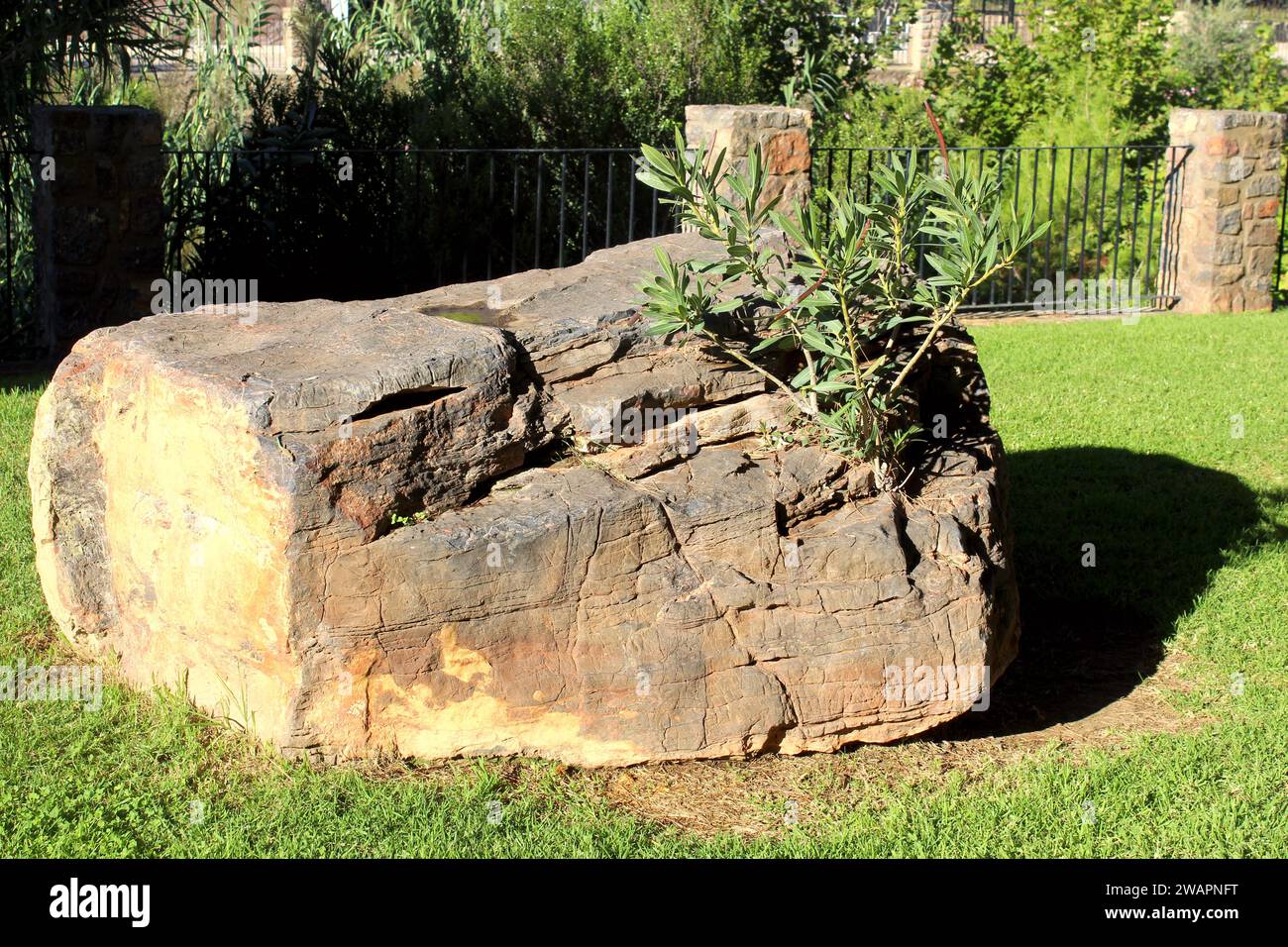 Growing on boulder hi-res stock photography and images - Alamy