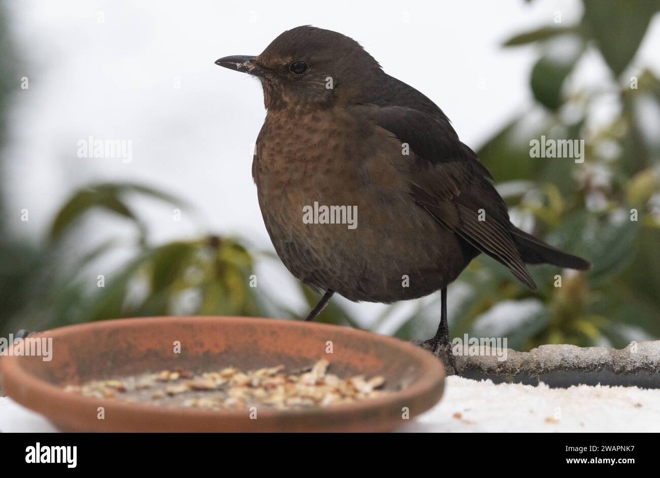 Einheimische Voegel im Winter Amsel Turdus merula. Sassnitz Mecklenburg ...