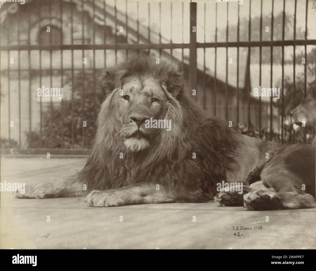 Lion in the London Zoo, Thomas James Dixon, 1880 photograph London ...