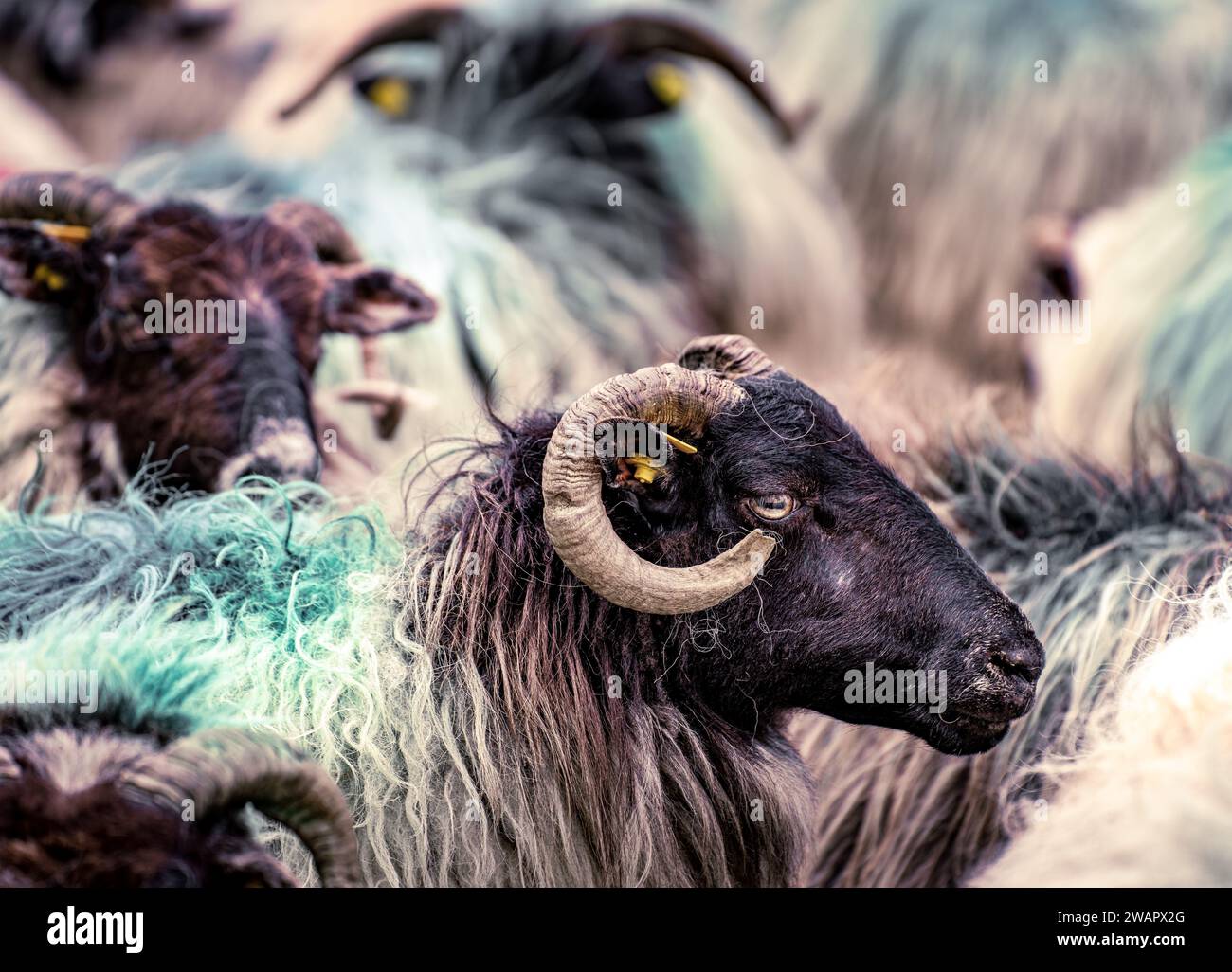 Sheep faces hi-res stock photography and images - Alamy