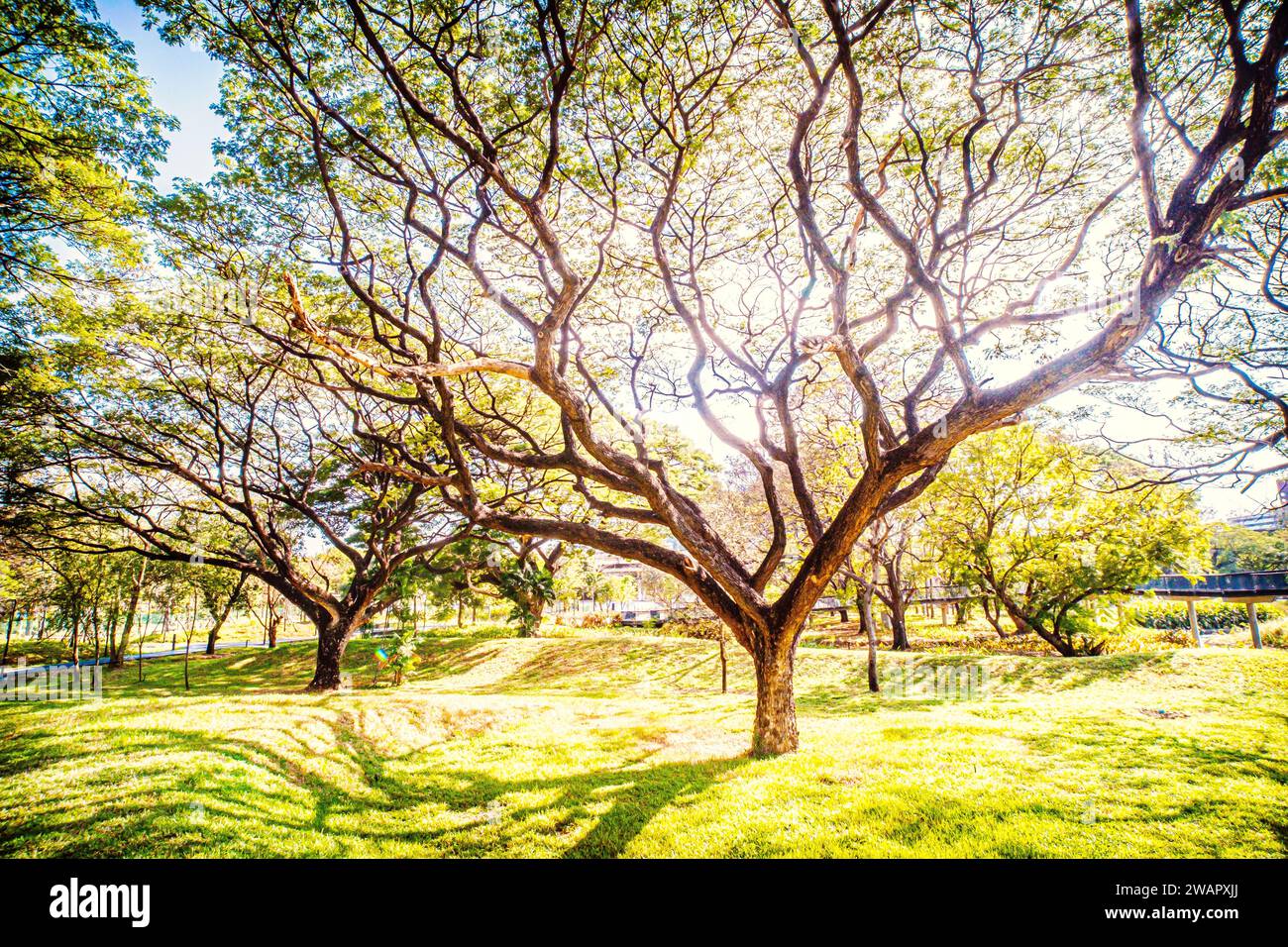 Beautiful trees in a park with Sunlight in early morning Stock Photo ...