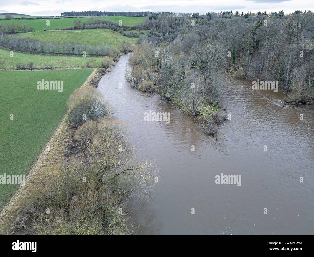 River Teviot in flood following Storm Garrit, Scottish Borders ...