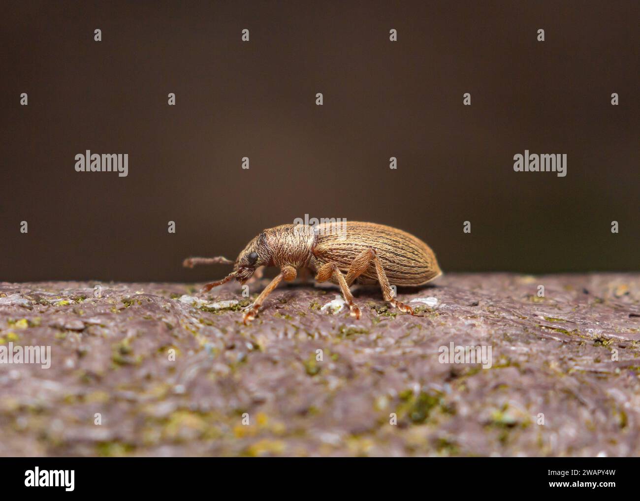 A close-up shot of a small weevil insect perched atop a tree stump ...