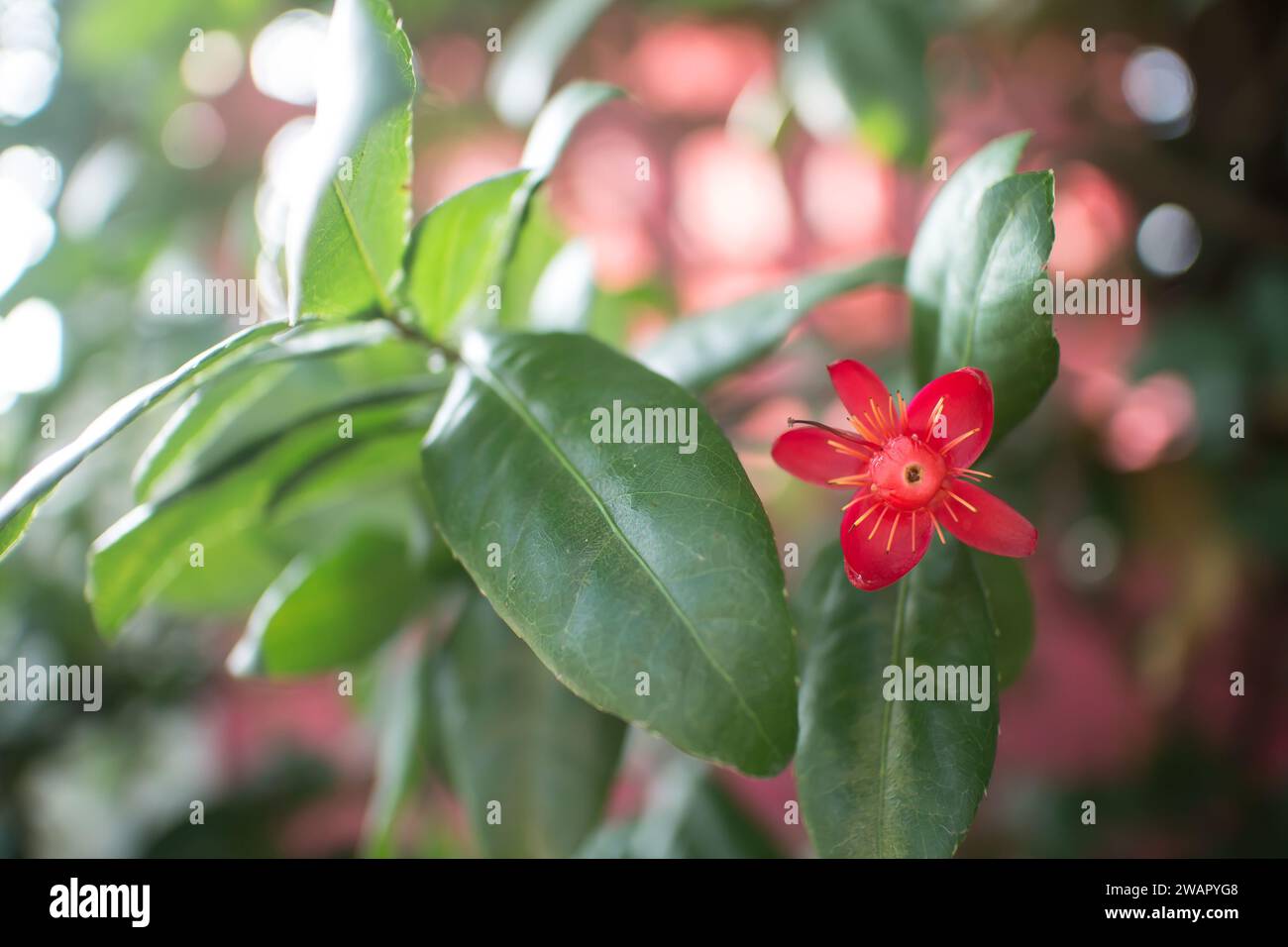 Mickey mouse bush hi-res stock photography and images - Alamy