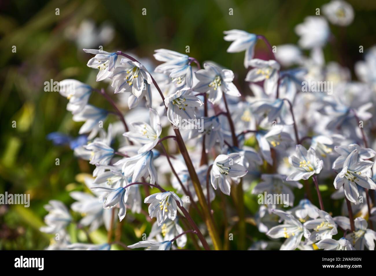 White squill scilla hi-res stock photography and images - Alamy