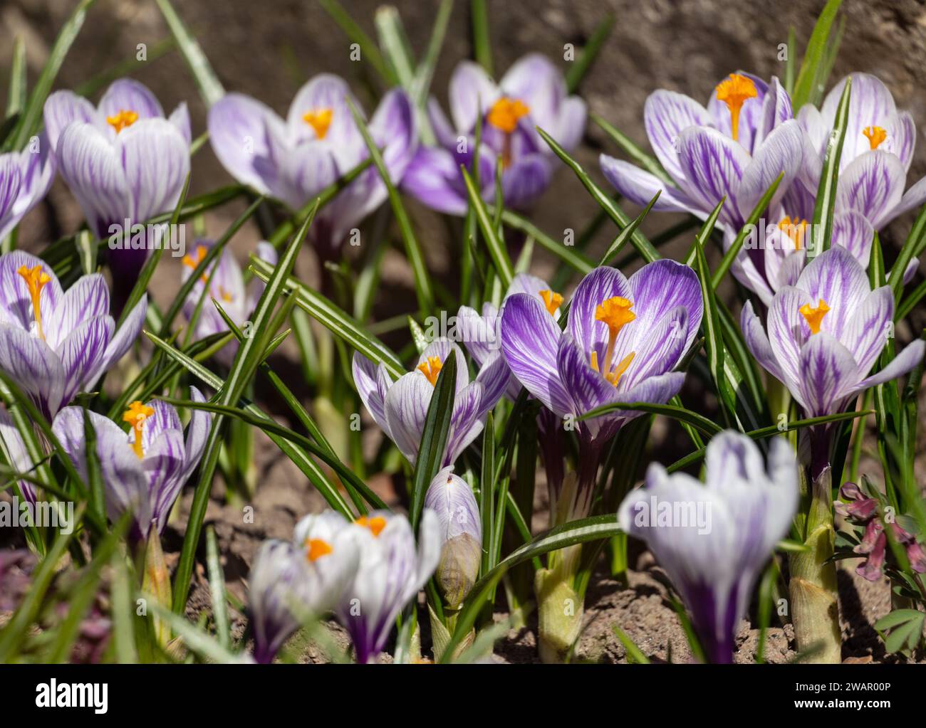 Beautiful purple crocuses early spring flowers. Floral natural ...
