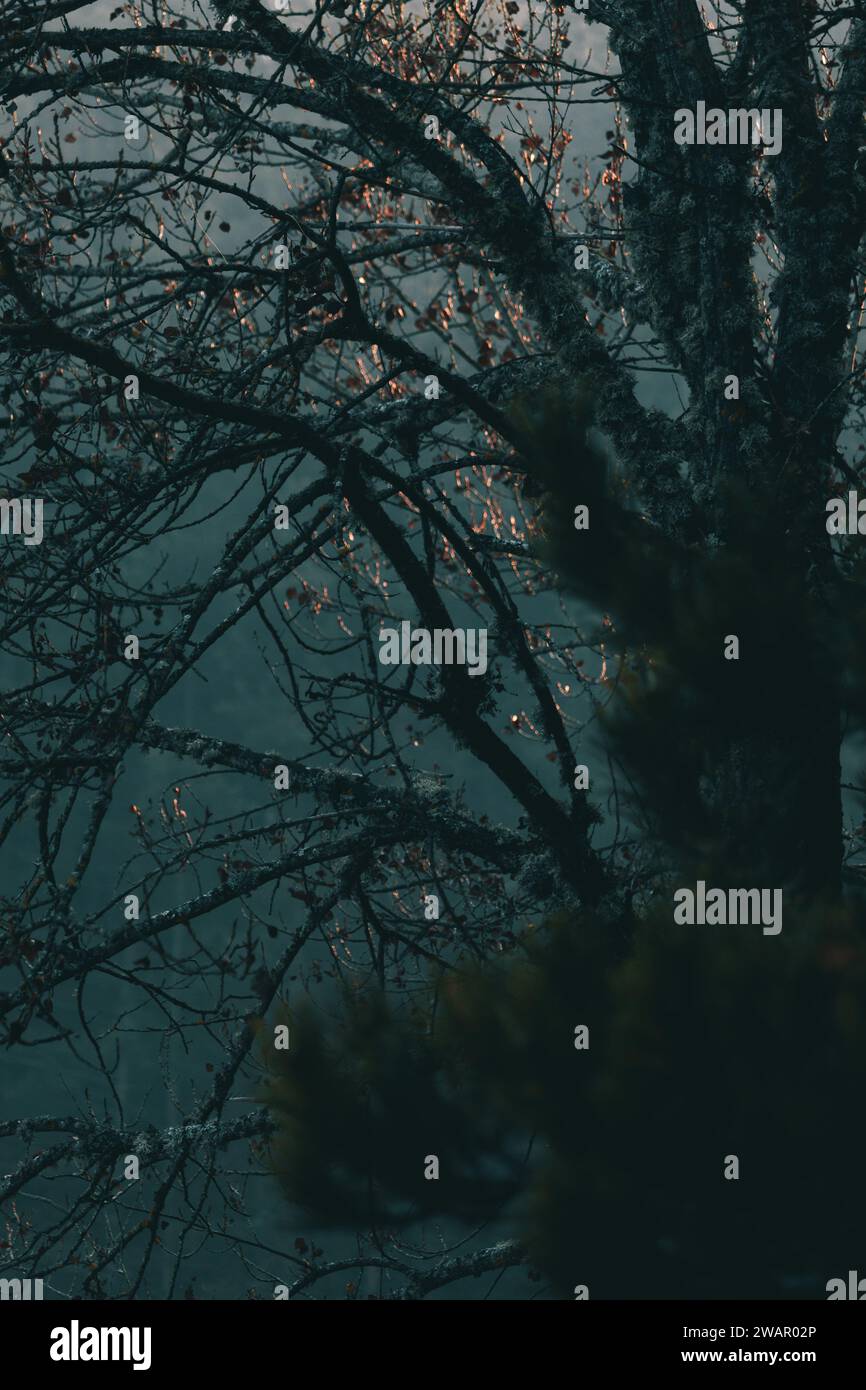 Dark tree branches in the dark forest with background fog Stock Photo ...