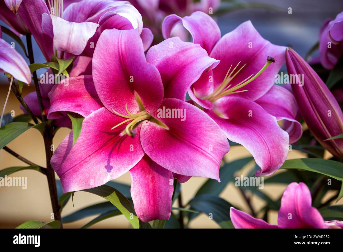 Redford hi-res stock photography and images - Alamy
