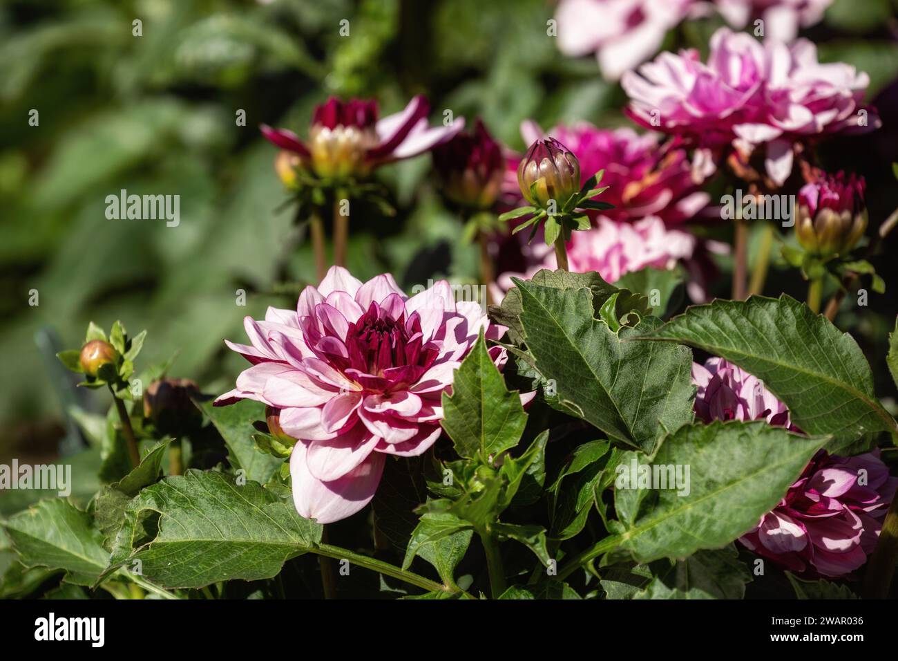 Blooming bush of dahlias 'Creme de Cassis' in garden Stock Photo - Alamy