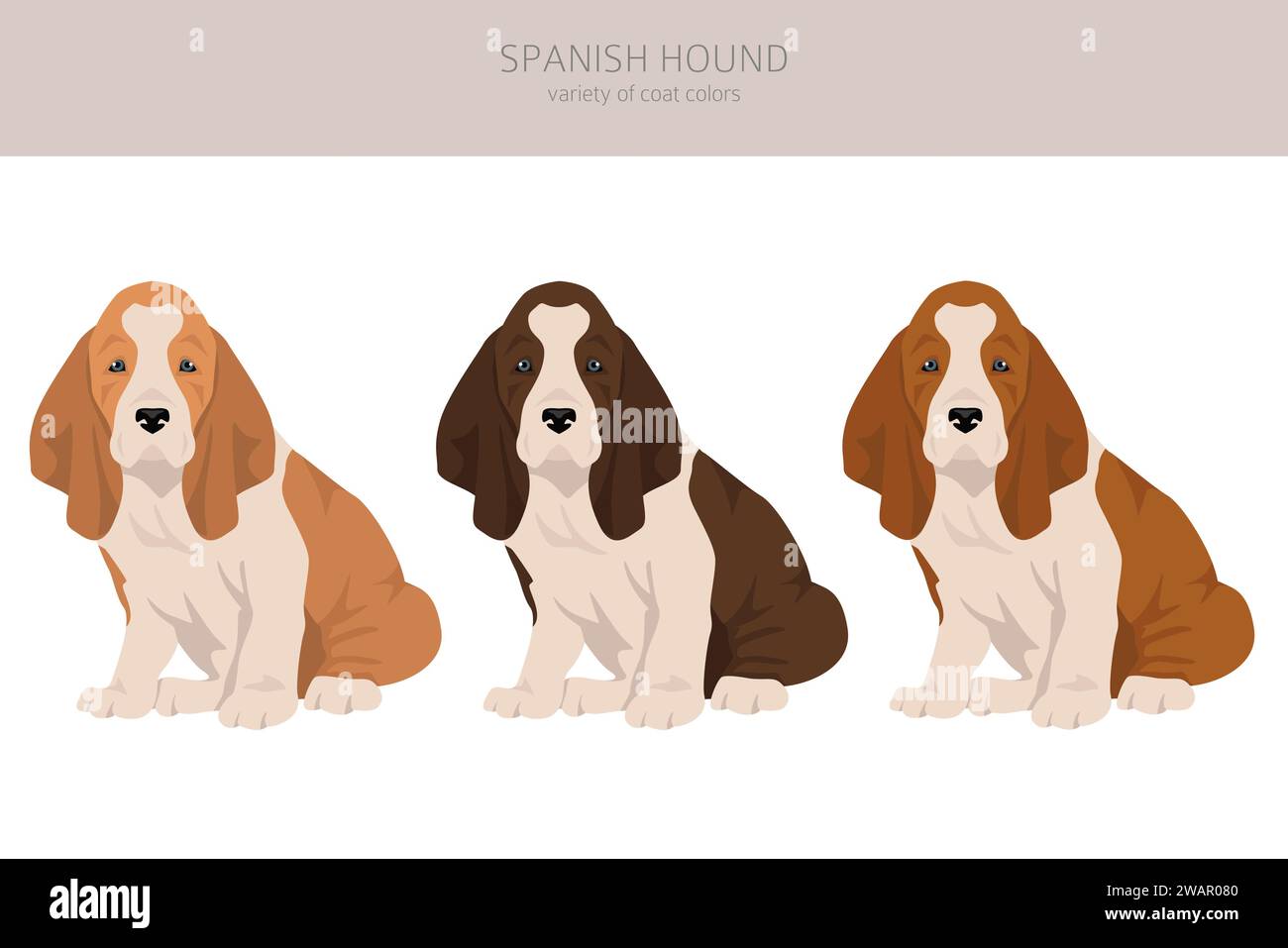 Spanish hound puppies clipart. All coat colors set. All dog breeds ...