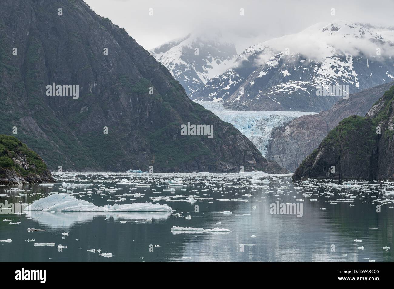 Gowlers (small icebergs) floating in the sea with North Sawyer Glacier ...