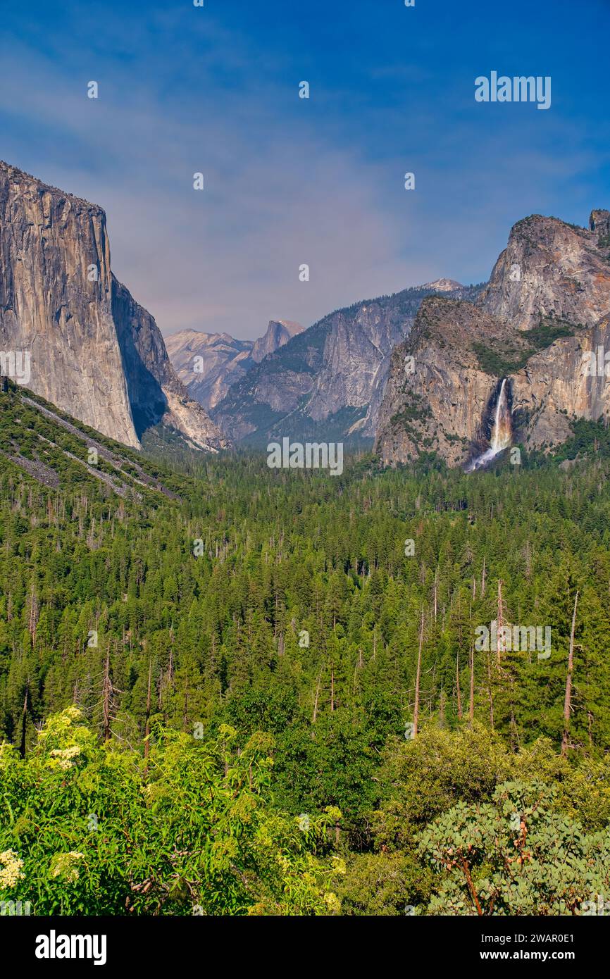 Yosemite National Park is home to three groves of impressive ancient ...