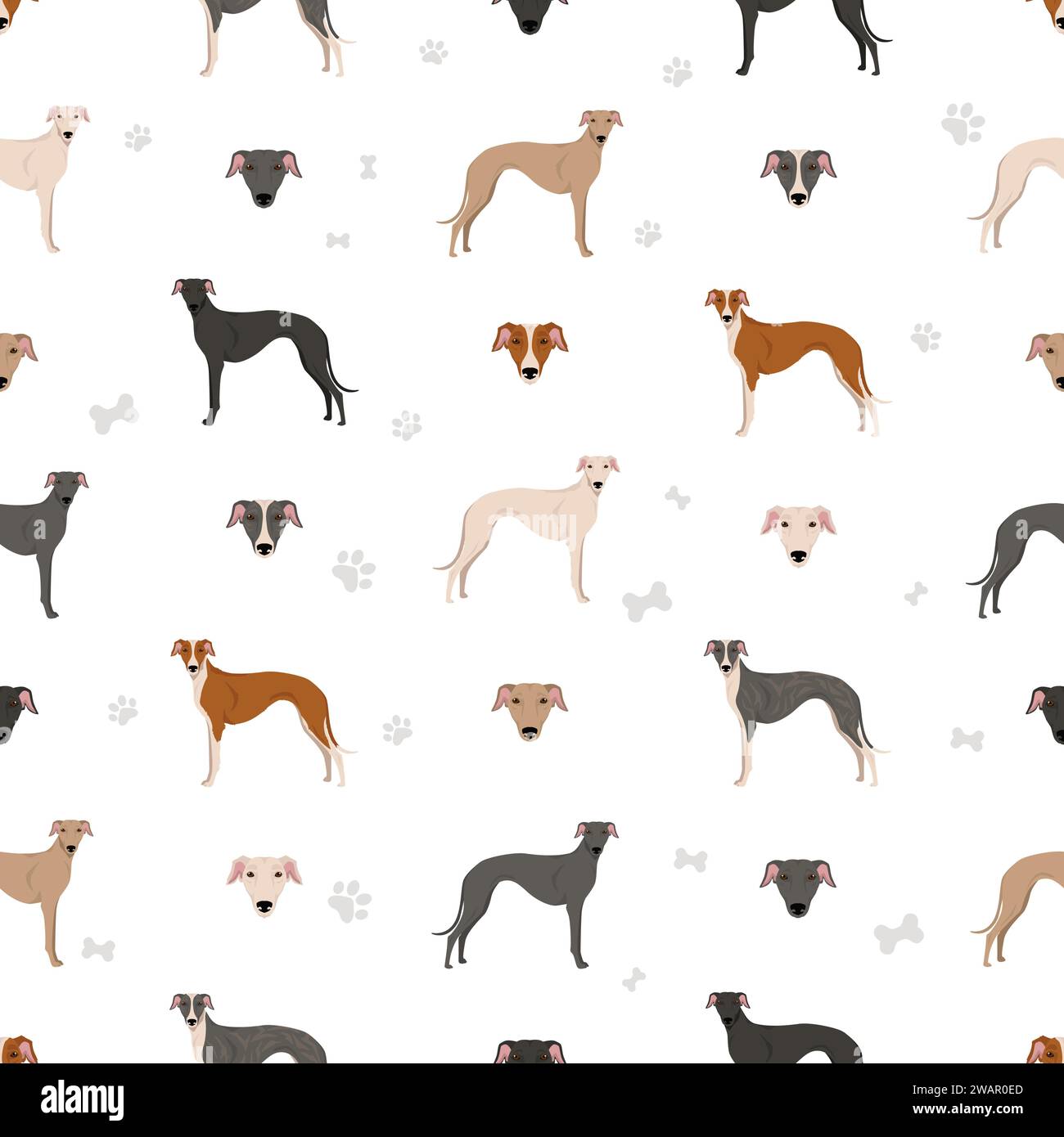 Spanish Greyhound seamless pattern. All coat colors set. All dog breeds ...