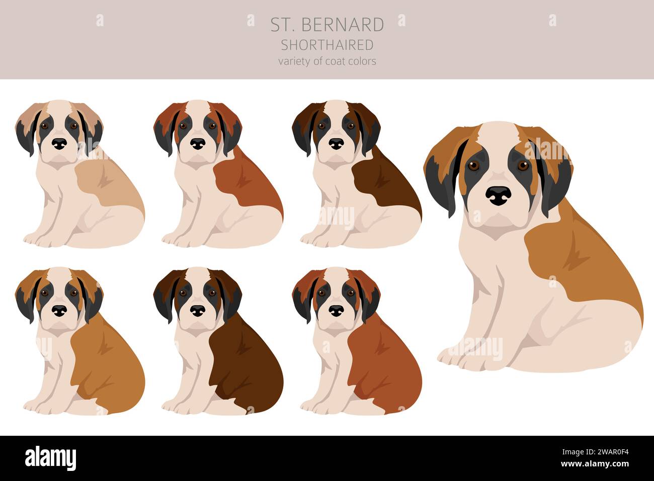 St Bernard shorthaired puppies coat colors, different poses clipart ...