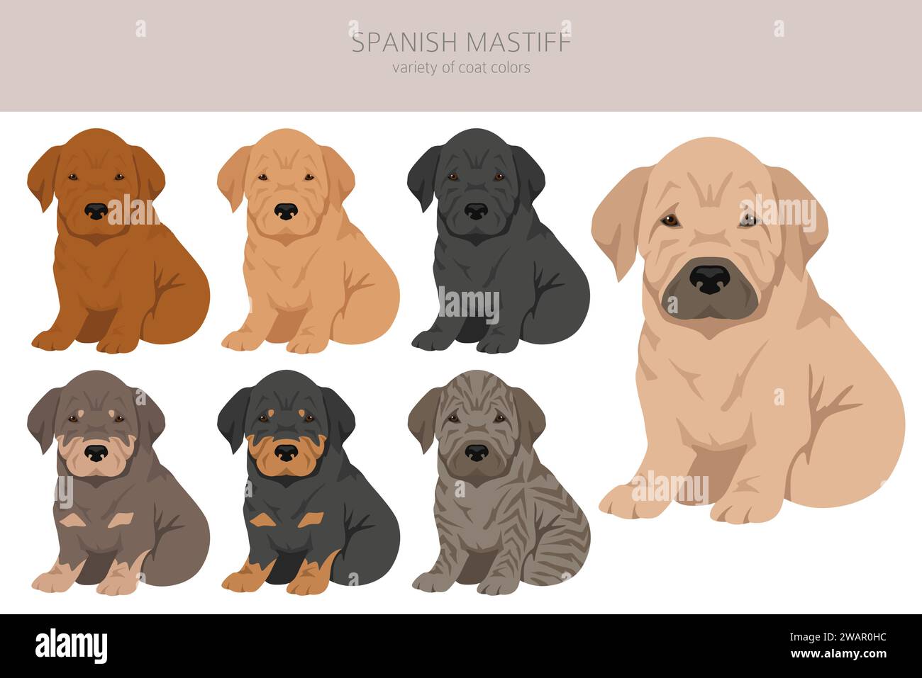 Spanish Mastiff puppies coat colors, different poses clipart. Vector ...