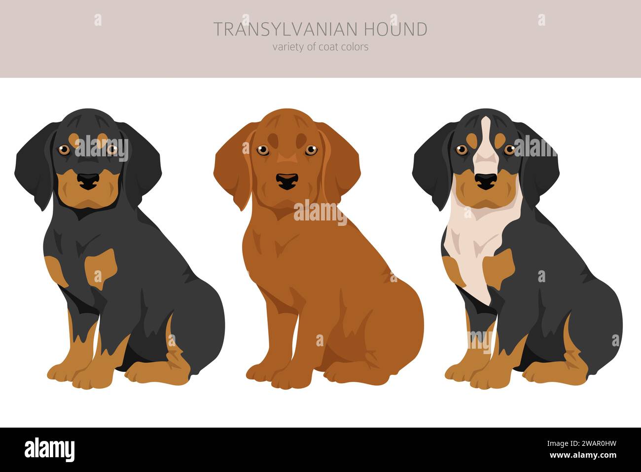 Animal hungarian breed dog Stock Vector Images - Alamy