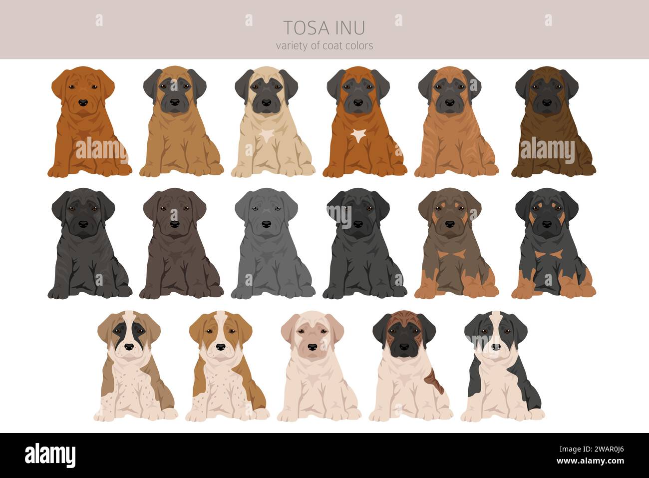 Tosa Inu puppies clipart. Different poses, coat colors set. Vector ...