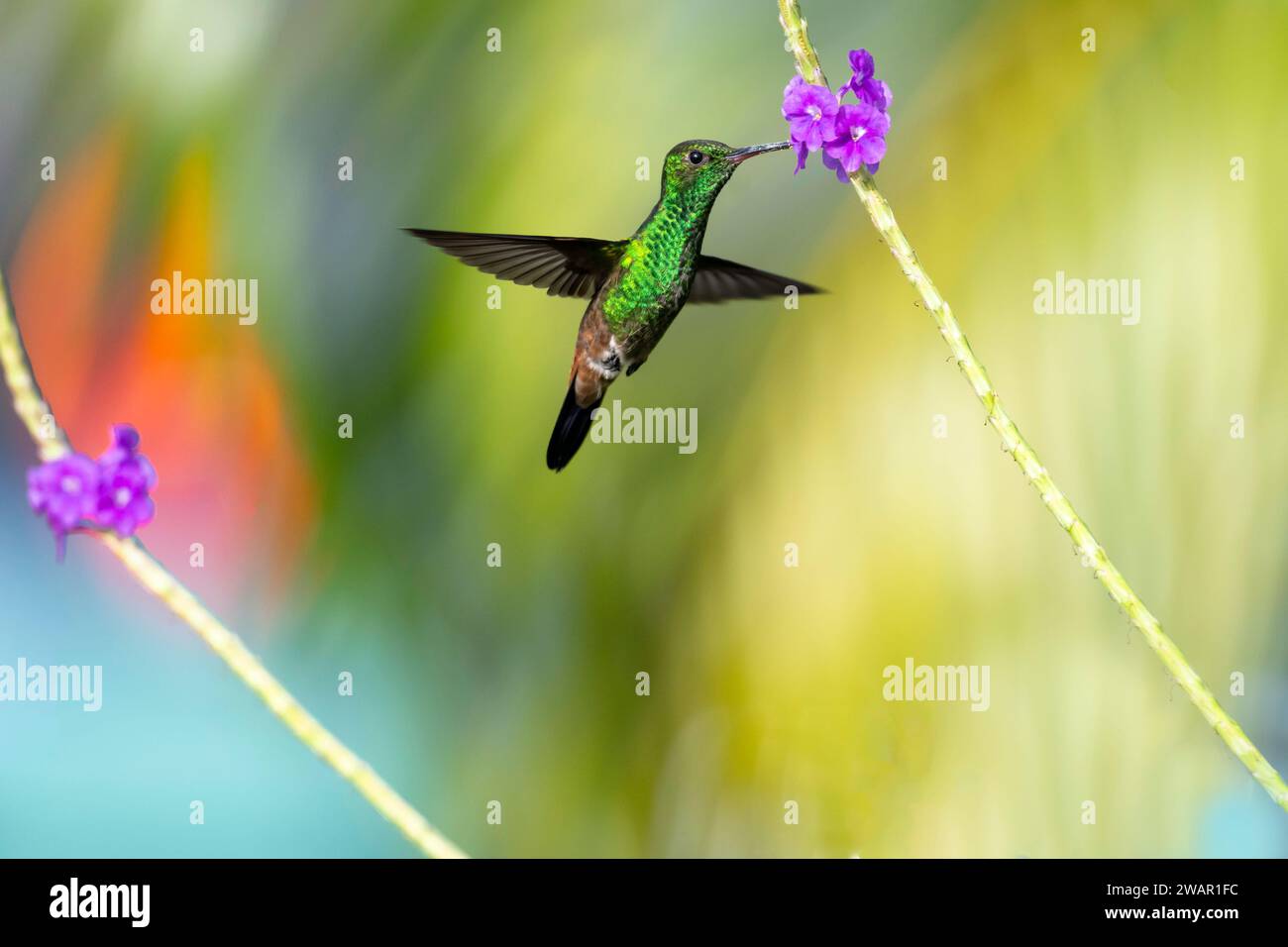 Copper-rumped hummingbird, Amazilia tobaci, flying with wings spread ...