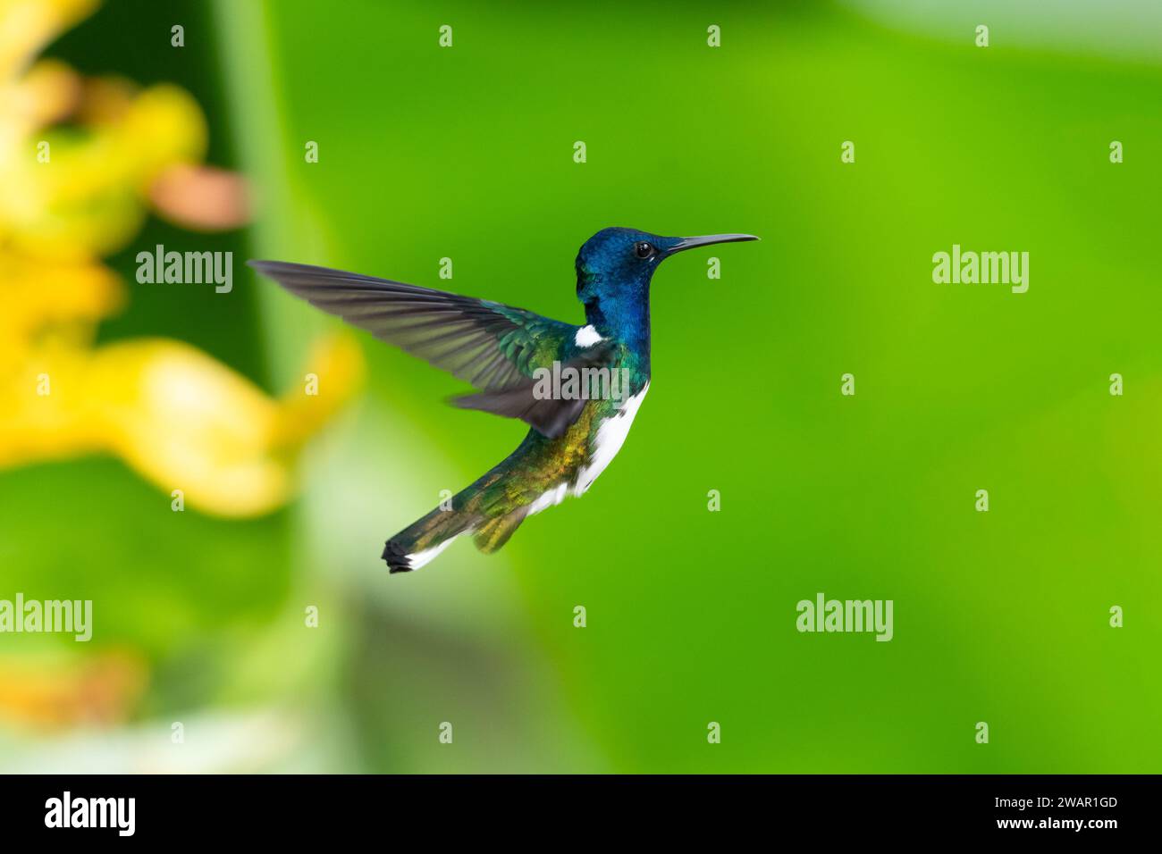 Beautiful White-necked Jacobin hummingbird, Florisuga mellivora ...