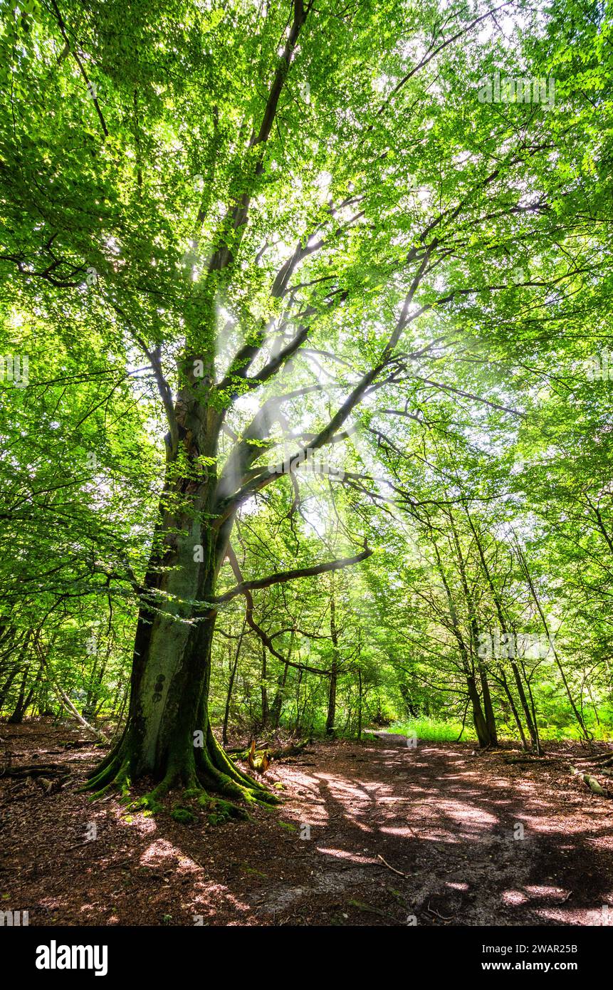 Mighty beech tree with light-flooded crown in the Sababurg primeval forest nature reserve ...